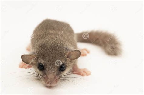 The Woodland Dormouse Graphiurus Murinus African Pygmy Dormouse On