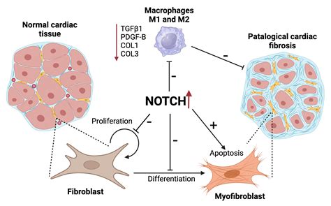 Molecular Interplay In Cardiac Fibrosis Exploring The Functions Of Runx2 Bmp2 And Notch