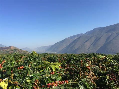 寻找云南最美咖啡保山杯测赛亚军豆专享 庄园