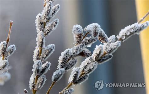 얼음 속에 갇힌 버들강아지