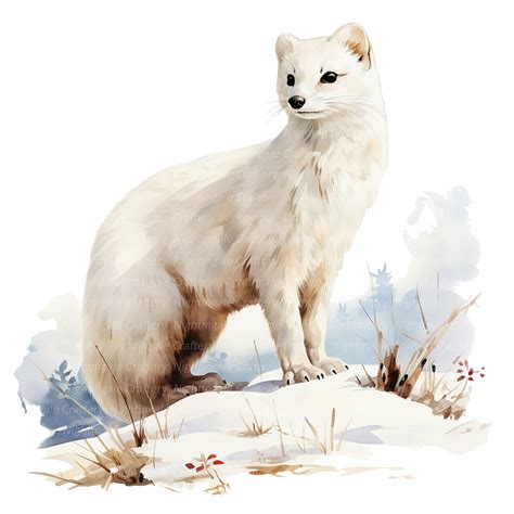 11 Ermine Clipart White Ermine Printable Watercolor Clipart High