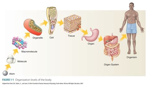 Organization Levels Of The Body
