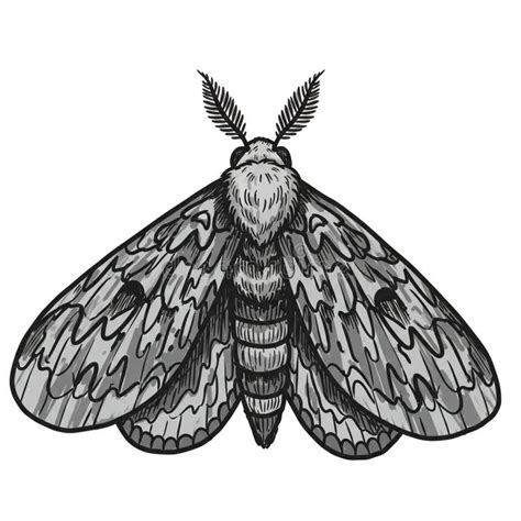 Detailed Black And White Illustration Of A Moth With Prominent