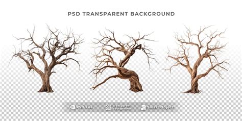 Dead Tree Set With Branches And Twisted Trunk Leafless Tree On