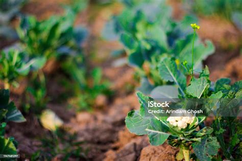 수확 할 준비가 발굴 토양 농장에서 행에 심어 양배추 식물의 고립 된 선택적 초점 건강한 생활방식에 대한 스톡 사진 및 기타 이미지 건강한 생활방식 건강한 식생활