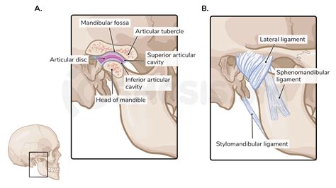Temporomandibular Joint Ligaments