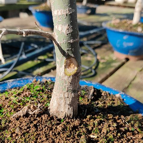 Tree Wound Pruning Sealer Protect Heal Trees Up How To