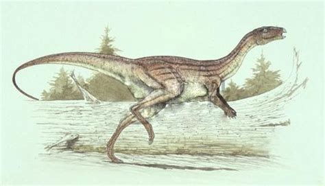 Anabisetia Saldiviai Dinozaurul De 2 Metri Din Cretacic