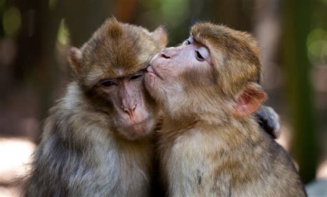 Monos Practican M S Sexo Con Machos Que Con Hembras Estudio Viveusa