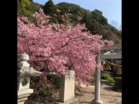 河津桜 大分県 津久見 四浦半島 2019年河津桜 YouTube