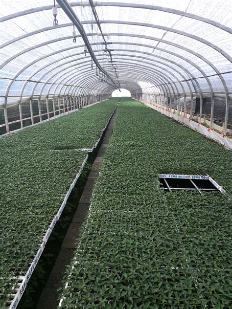 辣椒番茄烤烟育苗基质 云南艾特农业科技有限责任公司