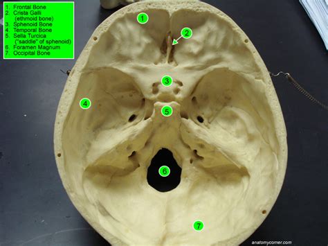 Interior Skull Anatomy The Skull Anatomy And Physiology I