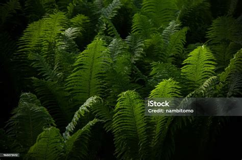 Beautyful 고비 잎 녹색 단풍 자연 꽃 화분 배경 한여름 하루입니다 0명에 대한 스톡 사진 및 기타 이미지 0명 계절 그림자 Istock