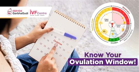 Ovulation And Pregnancy Due Date Calculator GarbhaGudi
