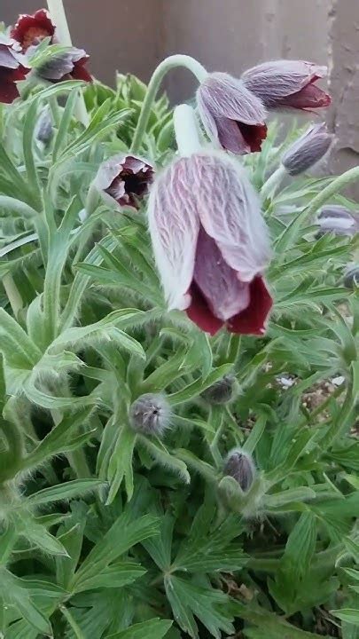 할미꽃존경과 사랑의 감사를 표현한다는 뜻이 있다네요 Youtube