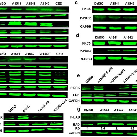 Induction Of Megakaryocytic Or Erythroid Differentiation In
