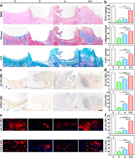 A B Representative Hande Staining Masson Staining And Safranin