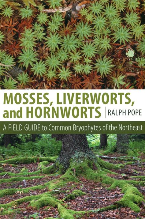 Mosses Liverworts And Hornworts A Field Guide To Common Bryophytes