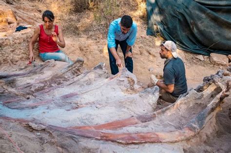 Penemuan Tak Sengaja Fosil Dinosaurus Terbesar Eropa Di Halaman Rumah