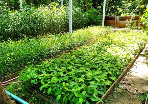 ကြံခင်းမြို့နယ် စိမ်းလန်းစိုပြည်ရေးအတွက် မြို့နယ်သစ်တောဦးစီးဌာန ပျိုးဥယ