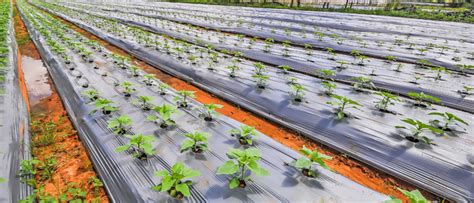 Мулчиращо фолио що е то и защо е нужно Озеленители