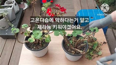 제라늄 여름장마에 무름병 이겨내기 Youtube