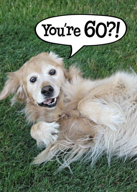 Funny Golden Retriever 60th Birthday Card Happy 70 Birthday Husband