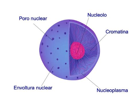 Nucleo Celular Pdf