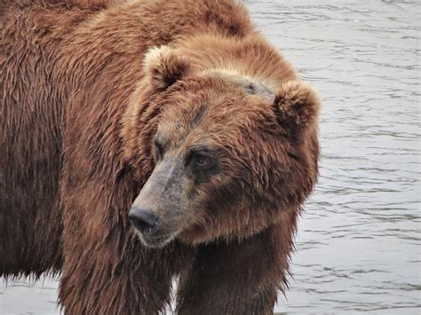 Bear Grizzly Animal Free Photo On Pixabay Pixabay