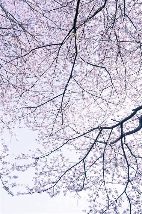 Hanagasumi Photograph By Yuka Kato Fine Art America