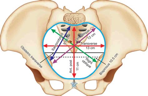 True Pelvis Inlet