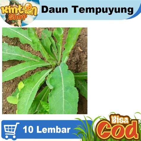 Jual Daun Tempuyung Segar 10 Lembar Shopee Indonesia