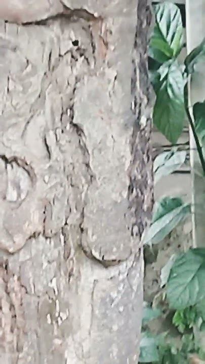 গরিবের বন্ধু মায়ের দোয়া Youtube