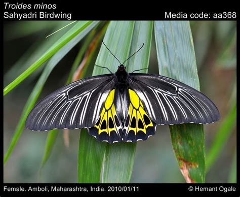 Troides Minos Alchetron The Free Social Encyclopedia