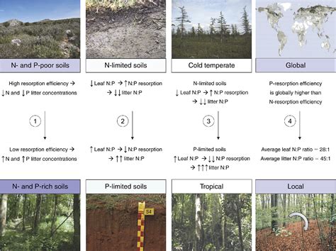Figure 1 From The Application Of Ecological Stoichiometry To Plant