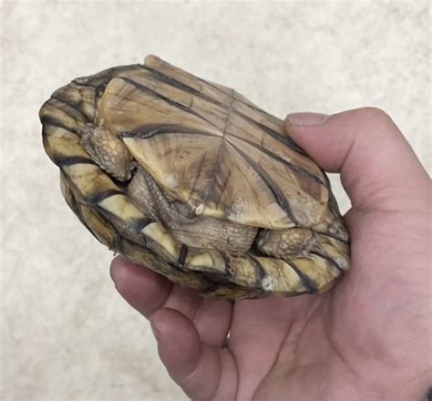 7272 イエローガルフコーストハコガメ 約13cm 爬虫類小動物の買取販売 ルームズー