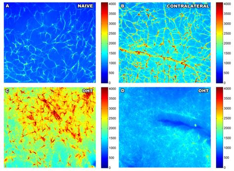 Intensity Of Gfap Immunoreaction Pseudocolor Intensity Maps Drawn With
