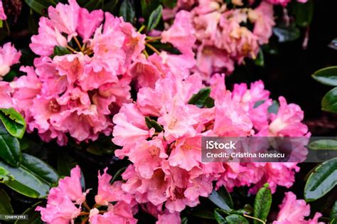 Semaksemak Azalea Merah Muda Besar Atau Bunga Rhododendron Di Taman