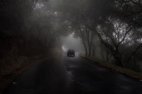 배경 화면 분위기 식물 자동차 조명 아스팔트 노면 나무 Natural Landscape 안개 대기 현상