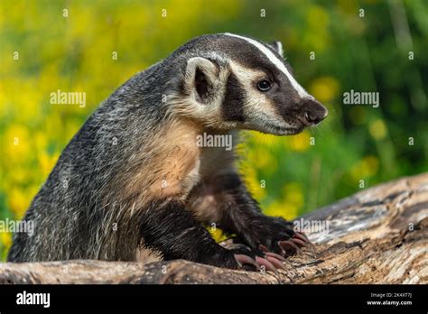 North American Badger Taxidea Taxus Leans Forward Over Log Extending