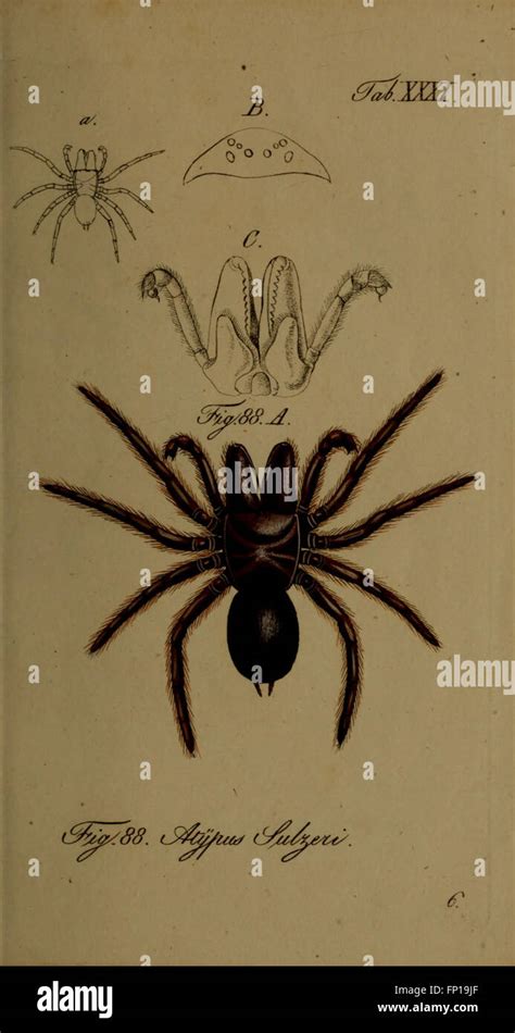 Die Arachniden Tab Xxxi Is A Scientific Illustration Depicting Various Arachnid Species
