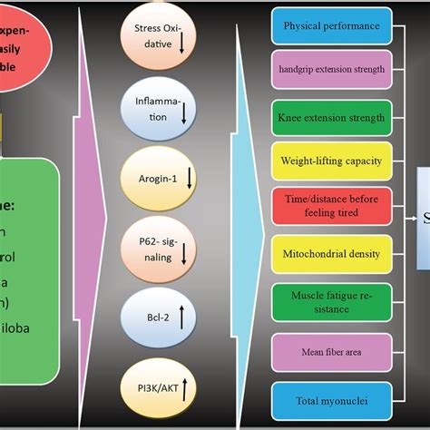 Schematic Summary Of Pathways Depicting The Possible Effects Of Herbal