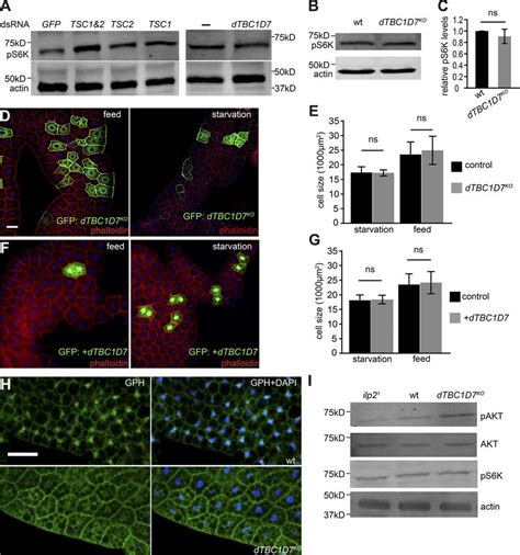 Dtbc1d7 Regulated Growth In A Cell Nonautonomous Manner A Knockdown Download Scientific