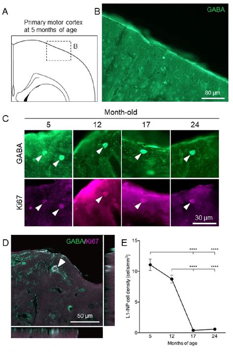 Figure 1 From Regulation Of Adult Neurogenesis In The Cerebral Cortex Semantic Scholar
