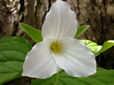 Through Handlens And Binoculars To Honor A Botanical Legend