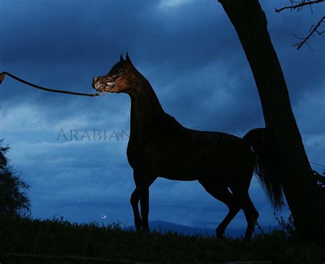 Fa El Rasheem Arabian Essence Tv