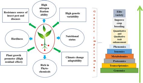 Frontiers Underutilized Legumes Nutrient Status And Advanced Breeding Approaches For