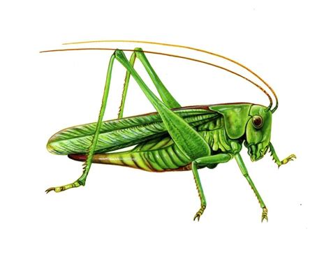 What Is The Difference Between Grasshoppers And Locusts Artofit