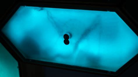 Algae Wall Cells The Algae Society