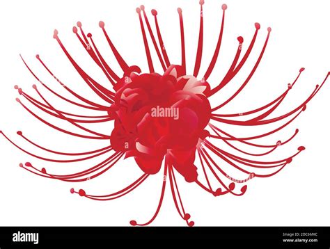 Spider Lily Flower Stock Vector Images Alamy